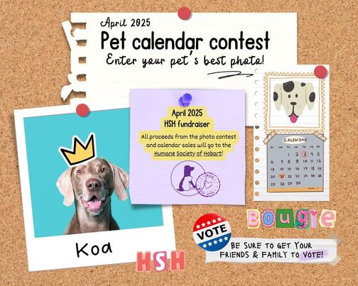 Pet calendar contest