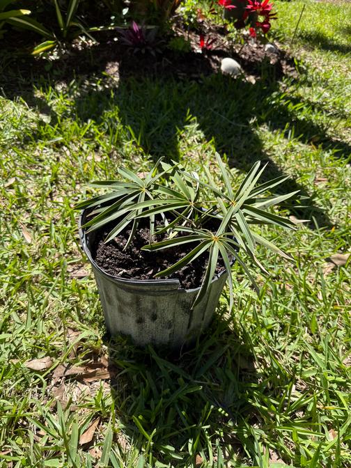 Palm Tree Ranch - Florida
